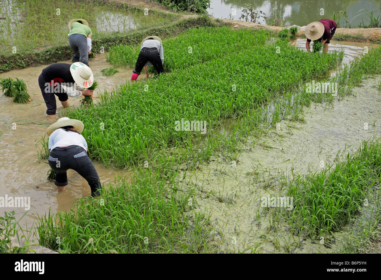 Chinese rice production hi-res stock photography and images - Alamy