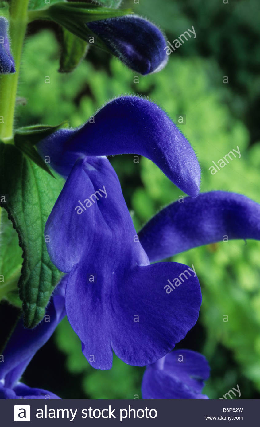 Salvia Patens Stock Photos & Salvia Patens Stock Images - Alamy