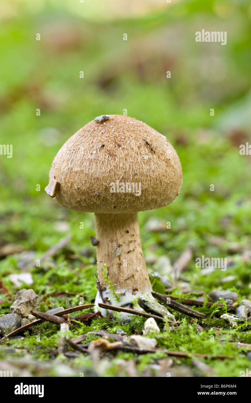 Fall mushroom hi-res stock photography and images - Alamy
