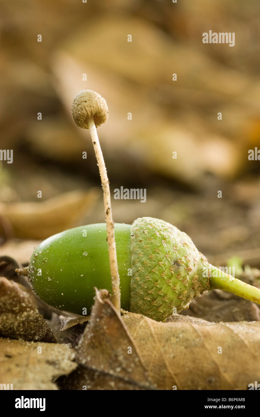 mushroom autumn fall Stock Photo - Alamy