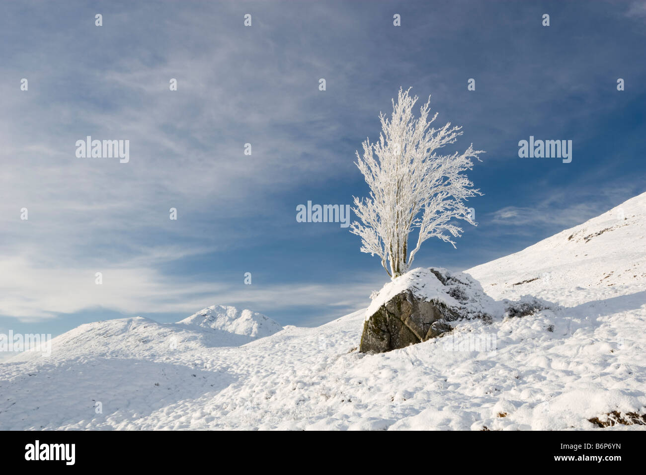 Scotland winter snowy tree hi-res stock photography and images - Alamy