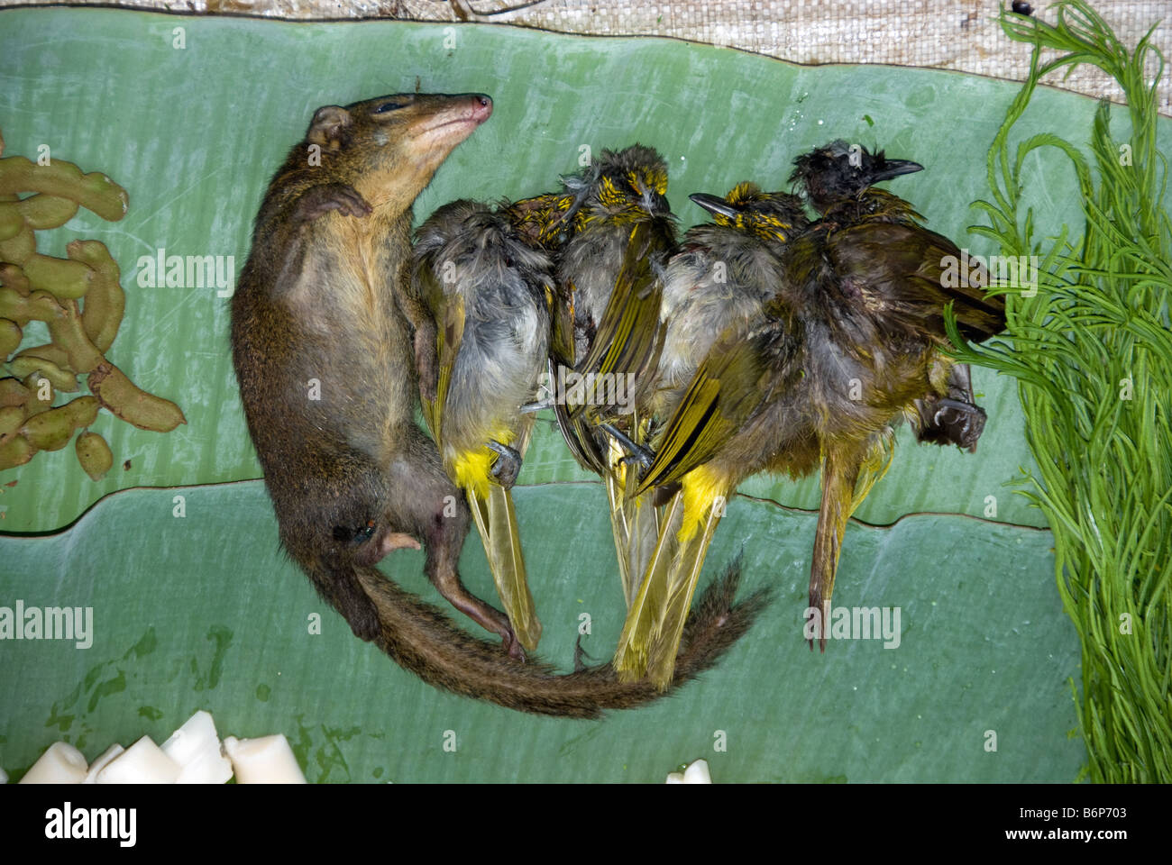 Jungle tucker - tree shrew and song birds - on sale in the morning ...