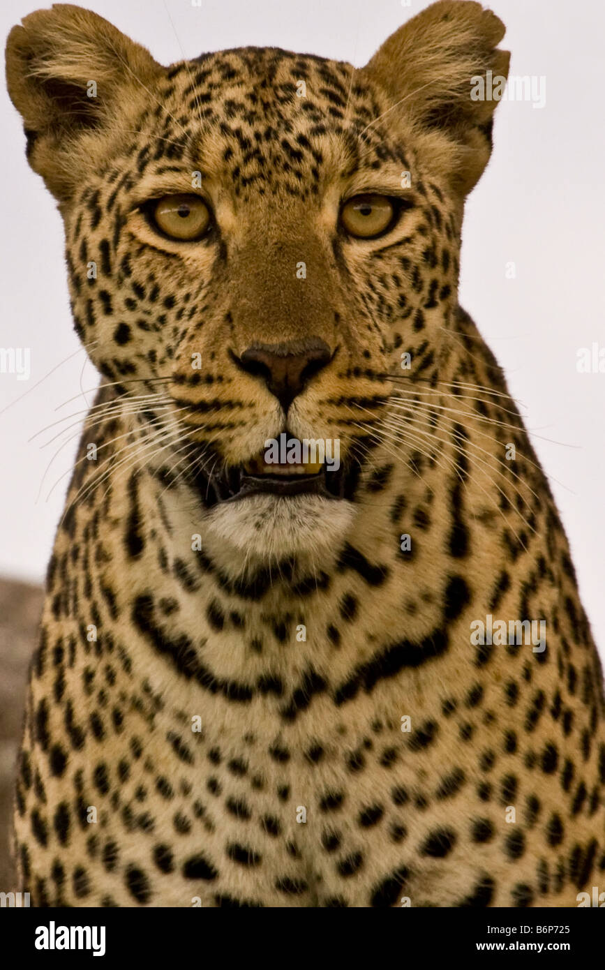 A portrait of a leopard Stock Photo - Alamy