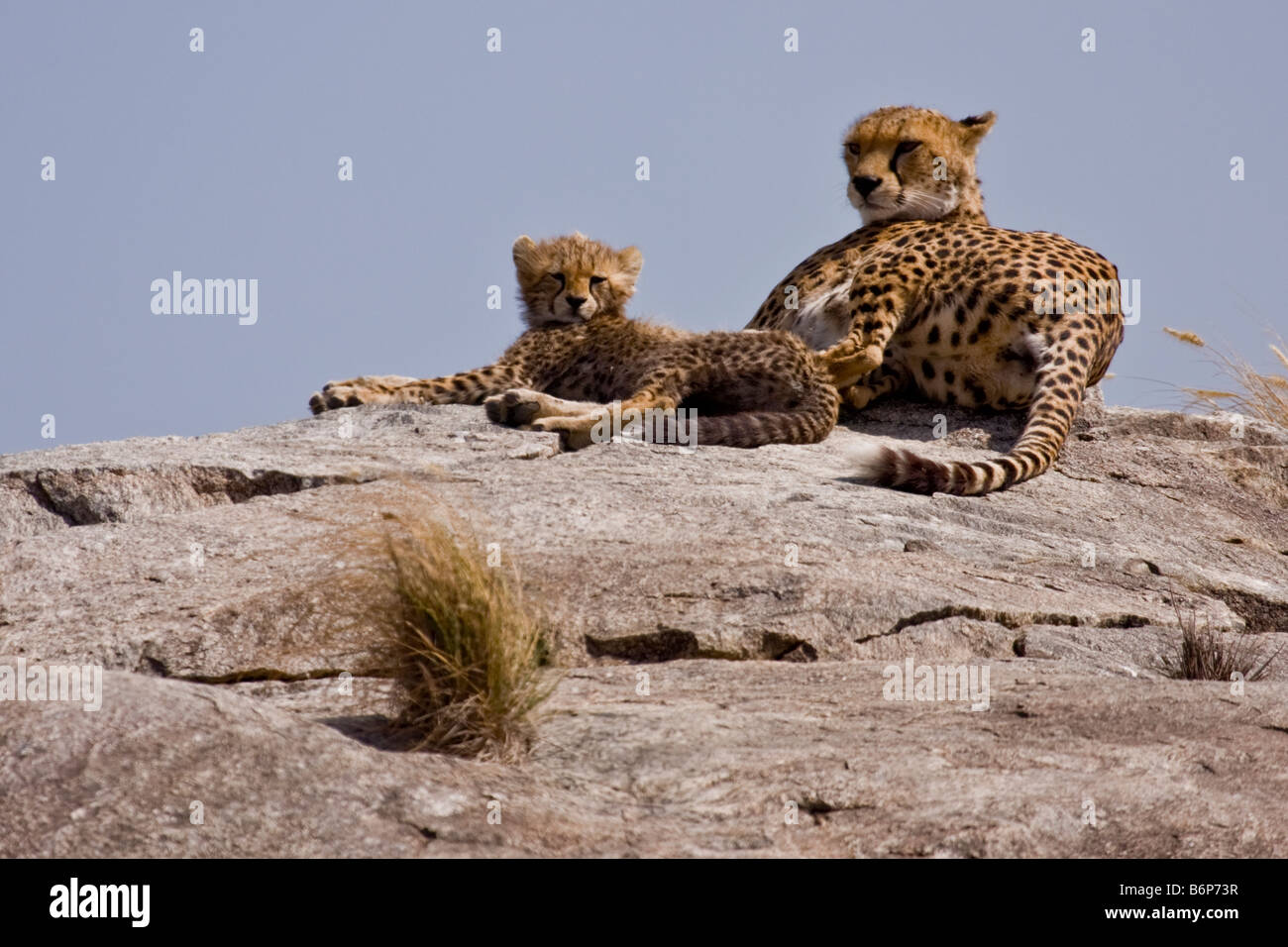 cheetah mother child cub baby serengeti Stock Photo - Alamy