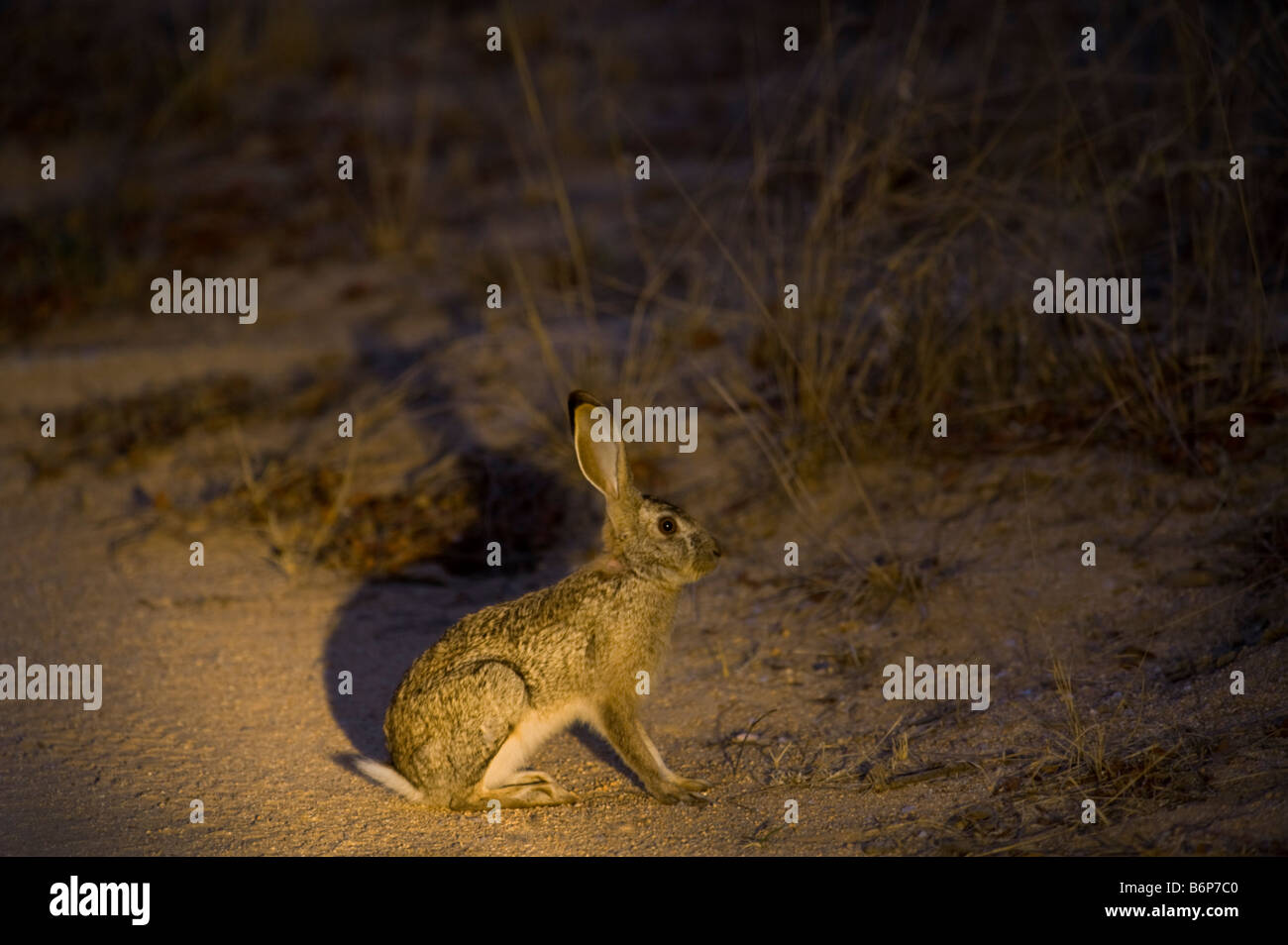 Desert hare hi-res stock photography and images - Alamy