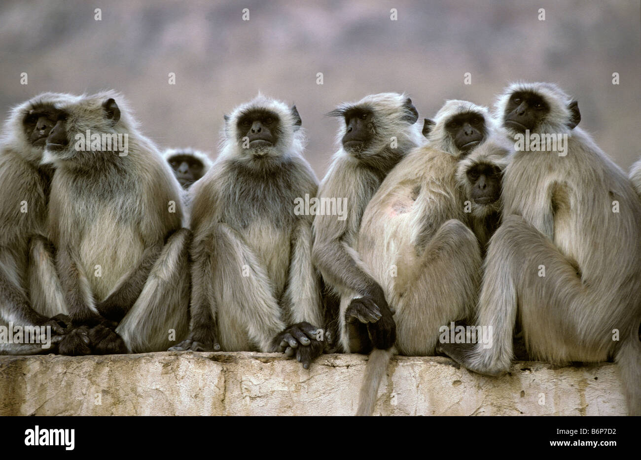 group of female holy monkeys Gray Languren at Galta Temple in Rajasthan ...