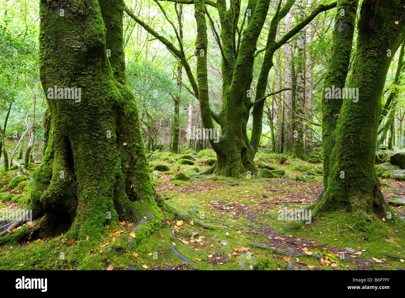 Trees in Irish forest Stock Photo - Alamy