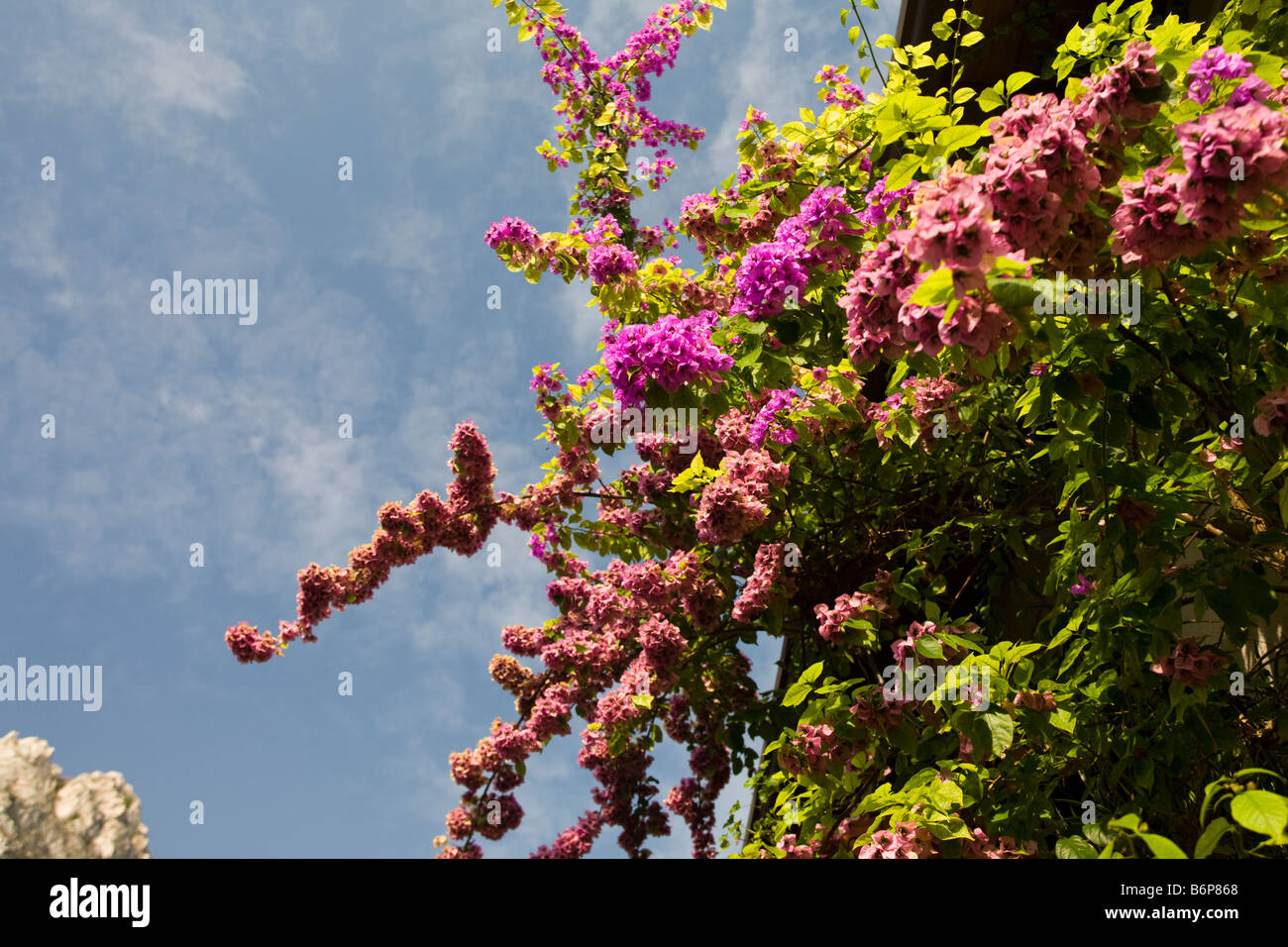 Bouganvillea plant flowers Stock Photo - Alamy