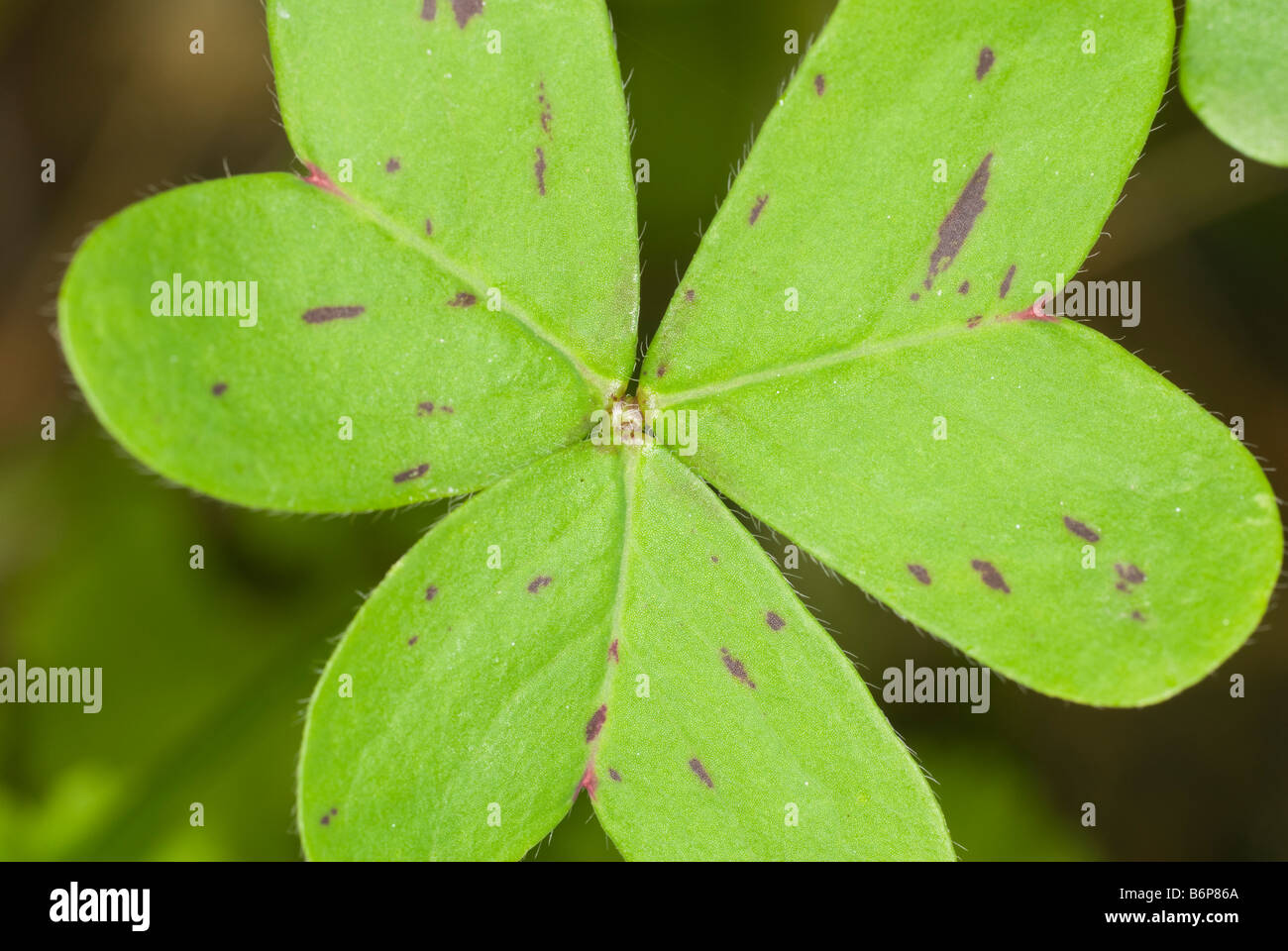 Trifoliate clover hi-res stock photography and images - Alamy