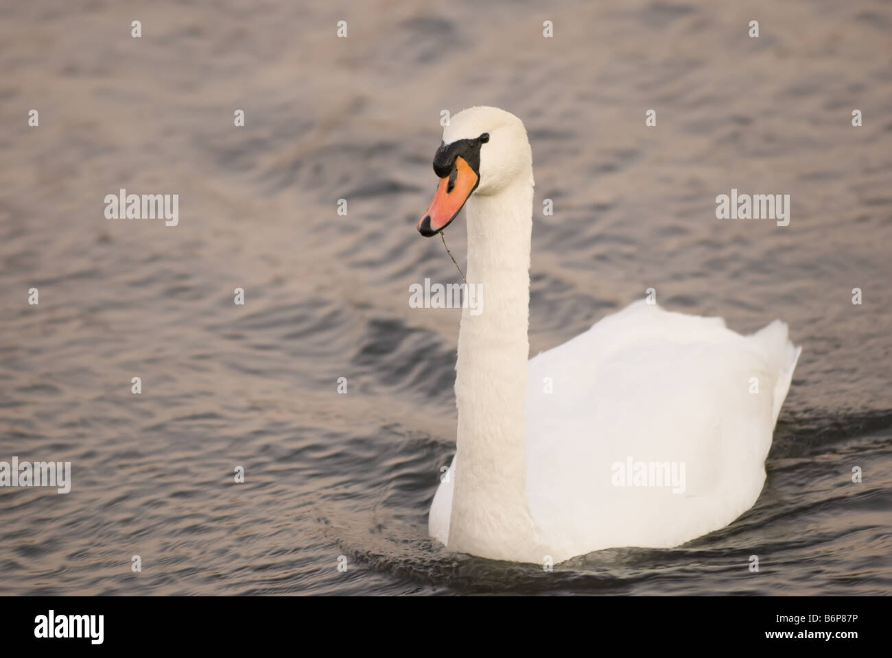 Sailing swan hi-res stock photography and images - Alamy