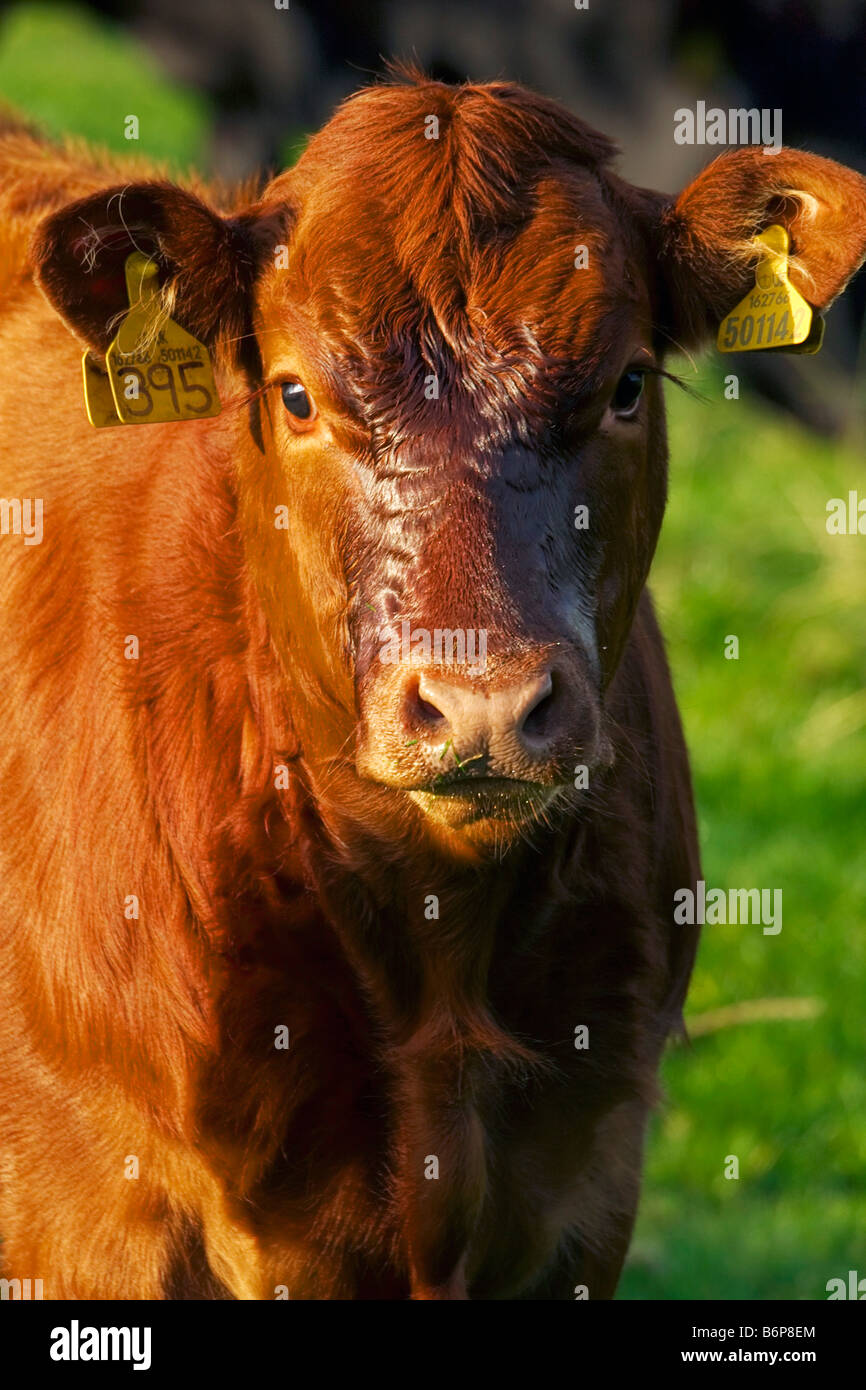 A red Aberdeen Angus cow in a field Peak District September 2008 Stock ...