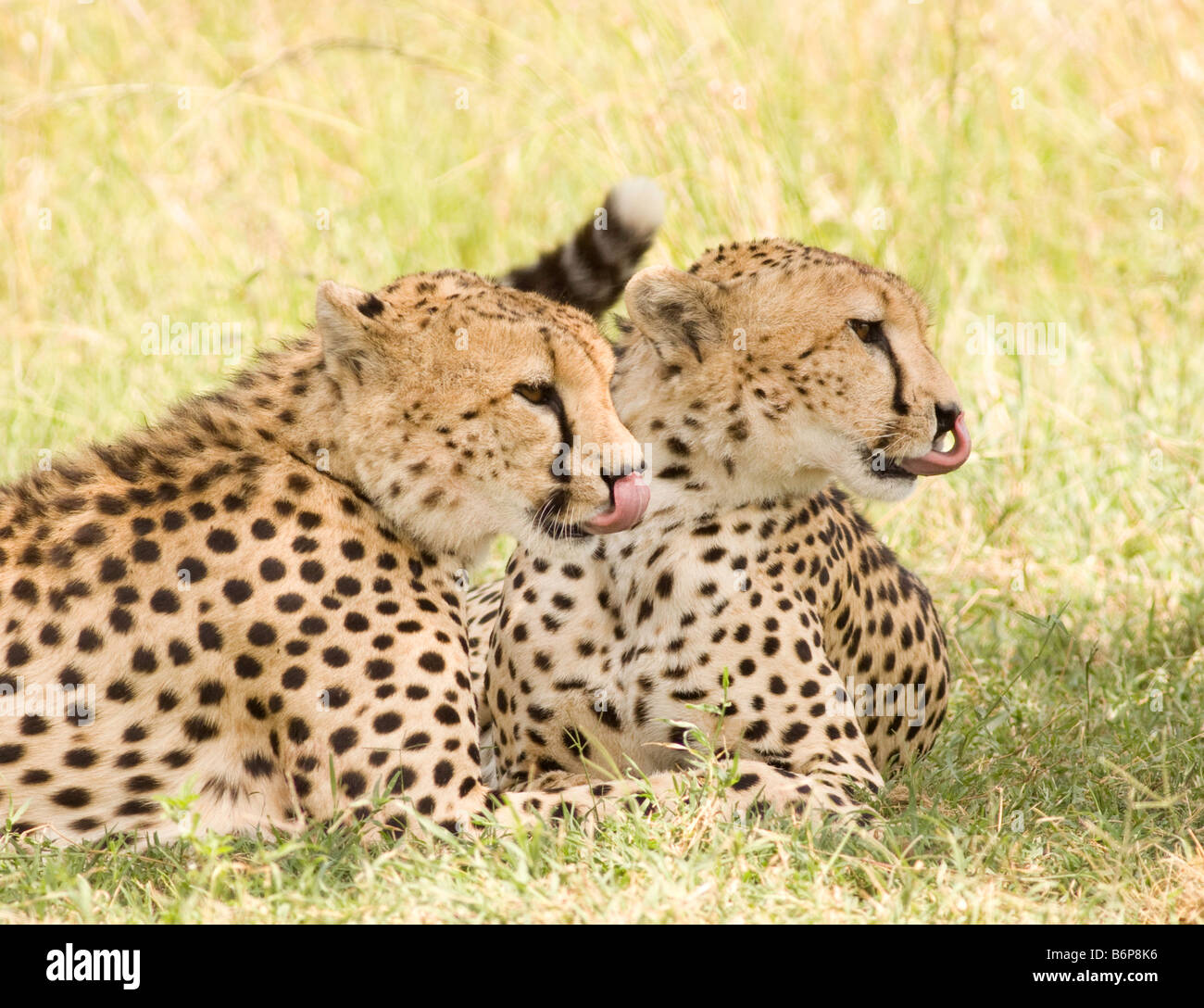 Cheetah Tongue High Resolution Stock Photography and Images - Alamy
