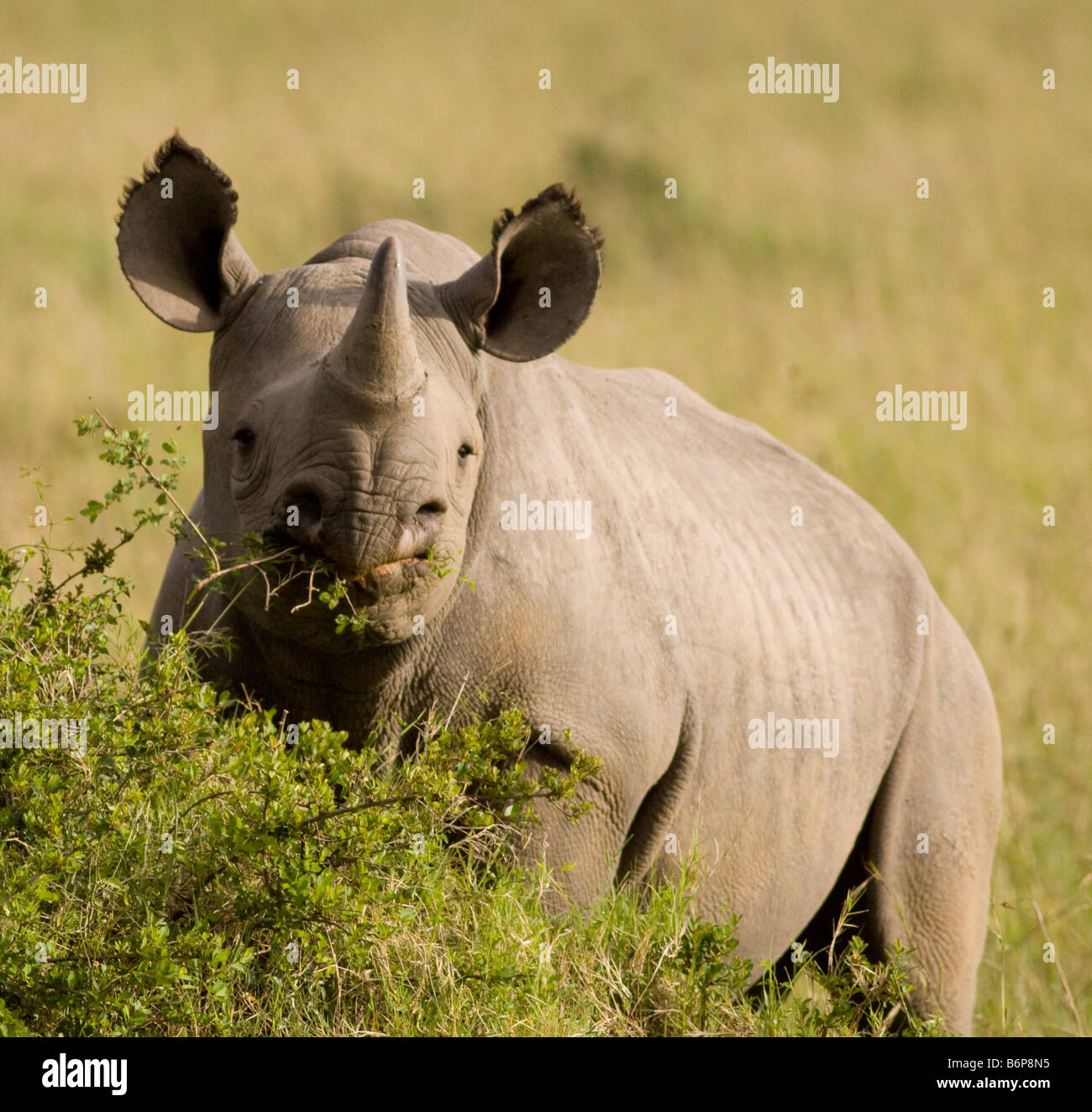 Black rhino food hi-res stock photography and images - Alamy