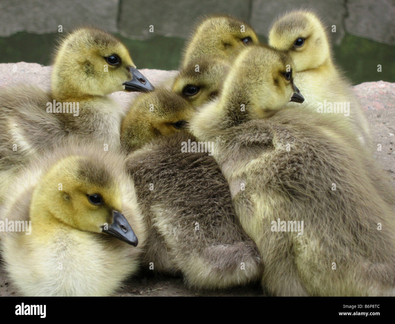A group of seven newly hatched Canada geese goslings huddle together ...