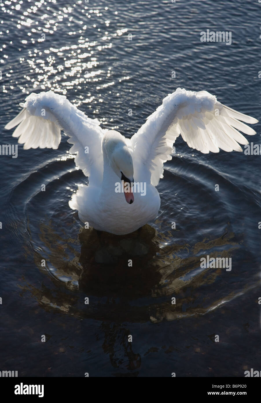 Swan standing hi-res stock photography and images - Alamy