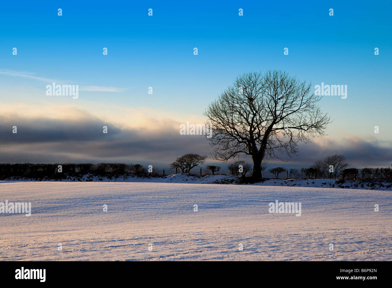 West wales tree hi-res stock photography and images - Alamy