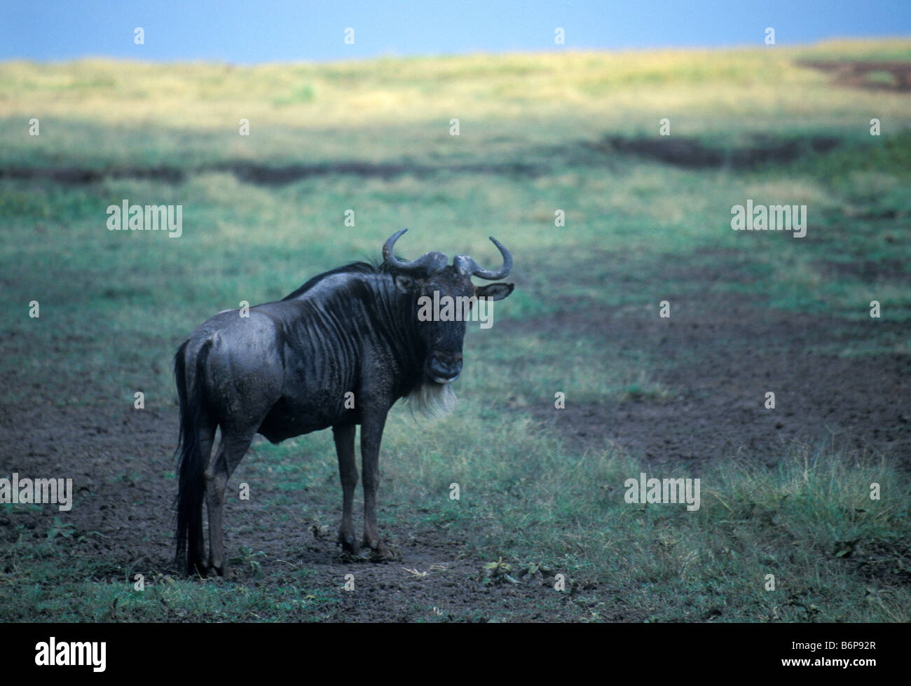 Safari wildebees in Kenia Stock Photo - Alamy