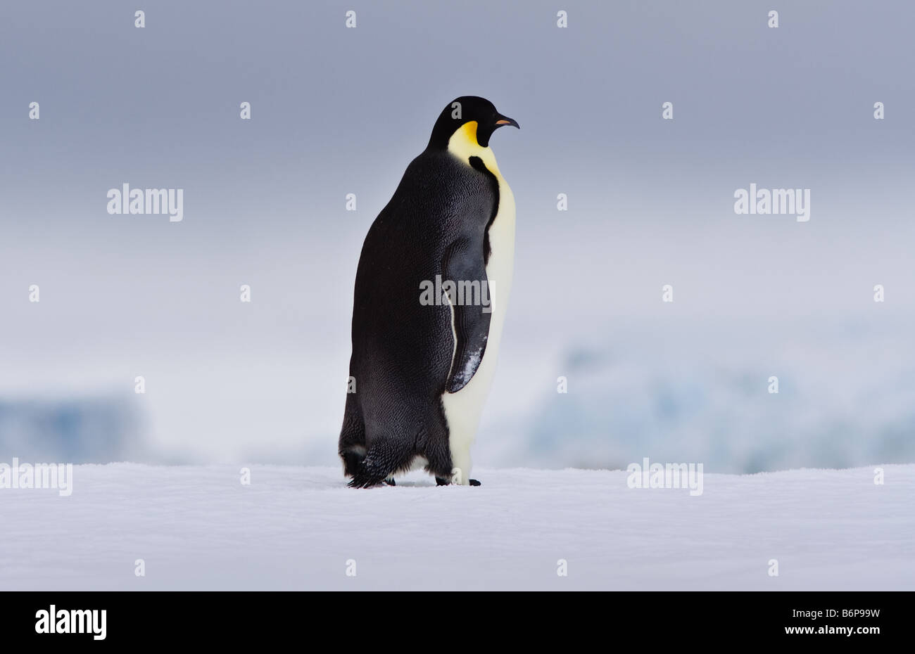 Emperor penguin walking alone hi-res stock photography and images - Alamy