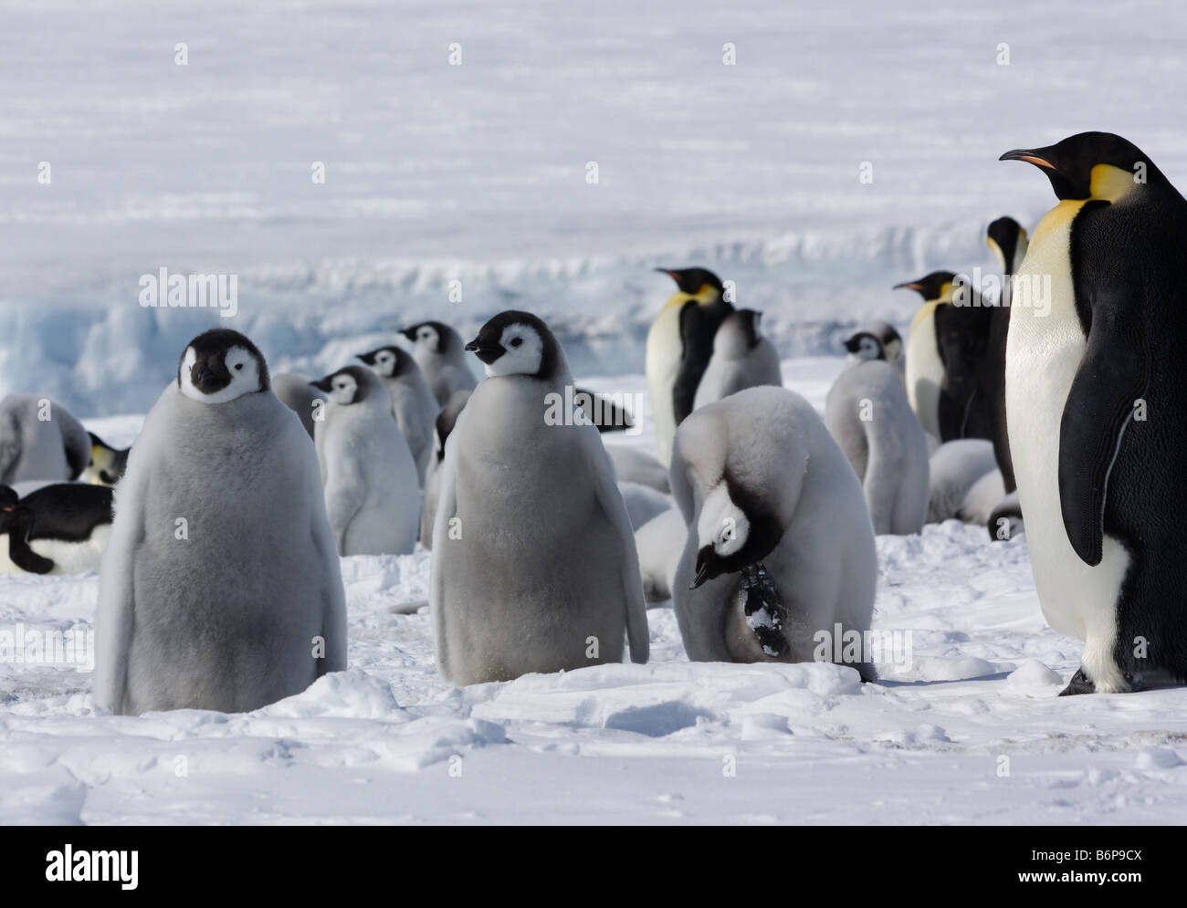 Emperor penguin chick freezing hi-res stock photography and images - Alamy