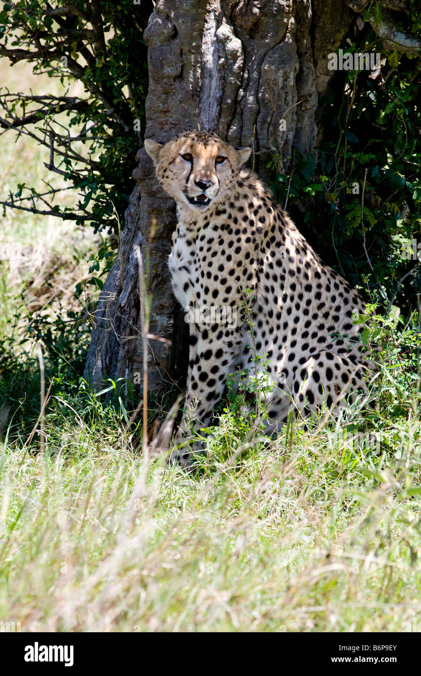 Cheetah in Masai mara Stock Photo - Alamy