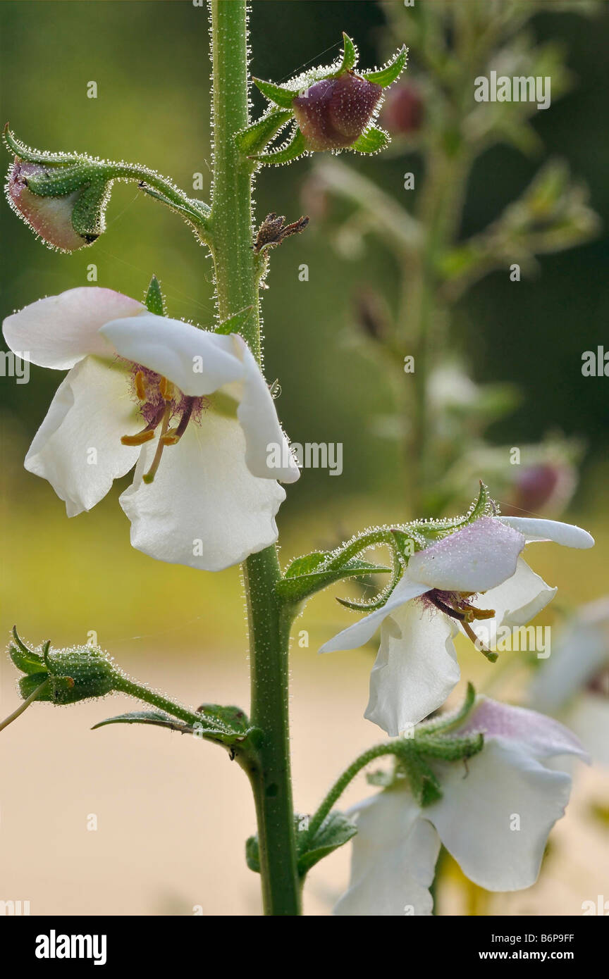 Moth Mullein Verbascum blattaria Rare white form Stock Photo - Alamy