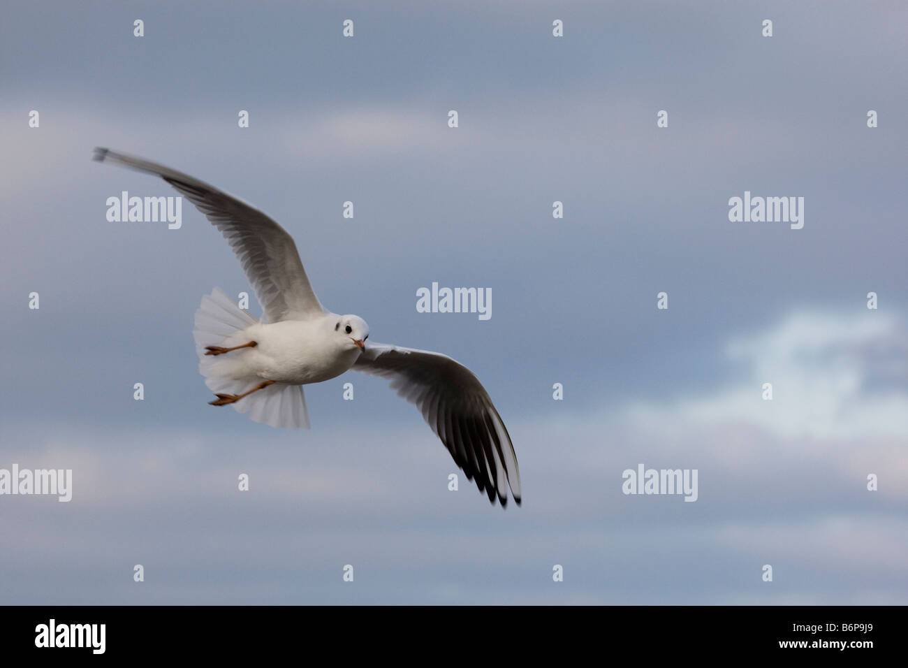 Black headed gull in flight Stock Photo - Alamy