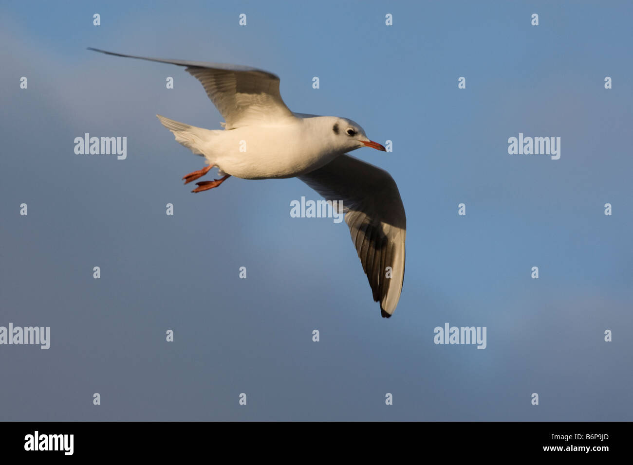 Black headed gull in flight Stock Photo - Alamy