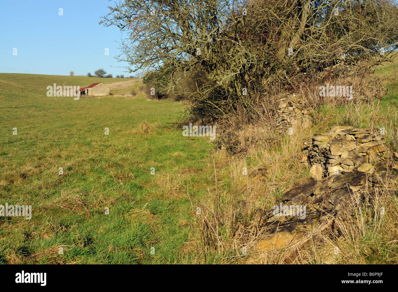 Cotswold Stone Cow Shed in field Stock Photo - Alamy