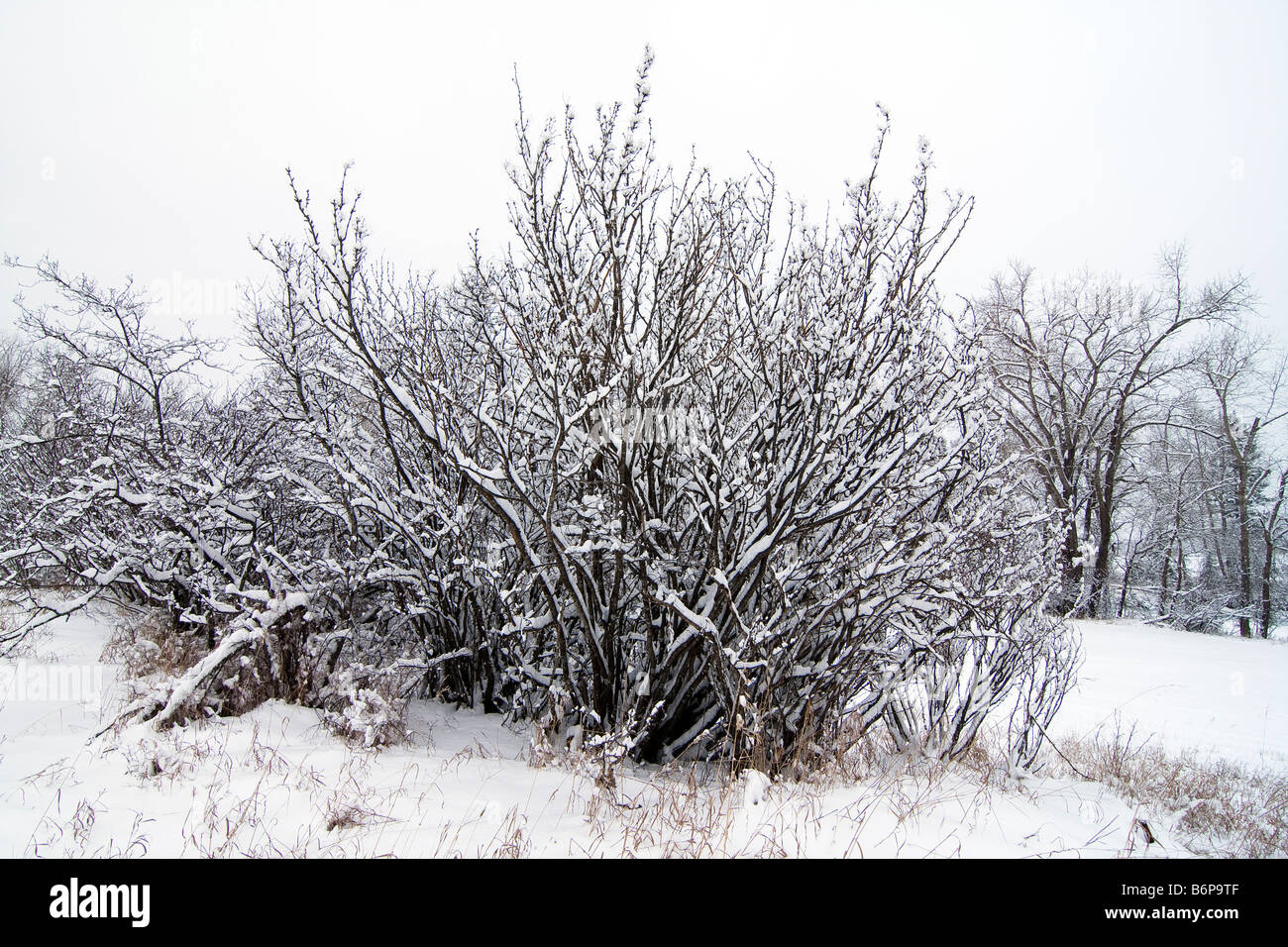 Snow covered bushes hi-res stock photography and images - Alamy