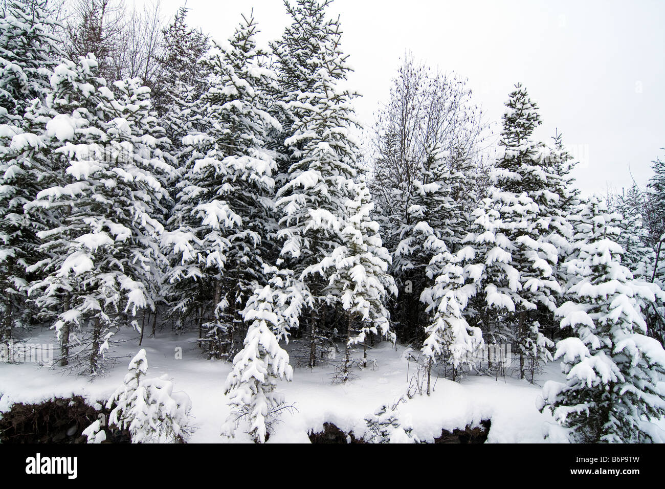 Snow covered trees Stock Photo - Alamy