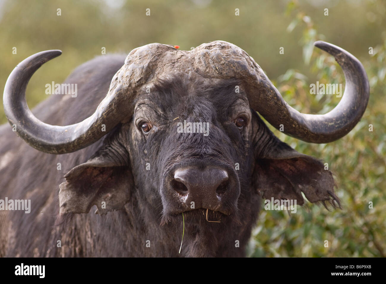 Buffalo Migration High Resolution Stock Photography and Images - Alamy