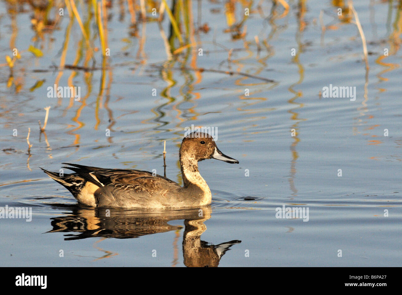 Northern pintail feeding hi-res stock photography and images - Alamy