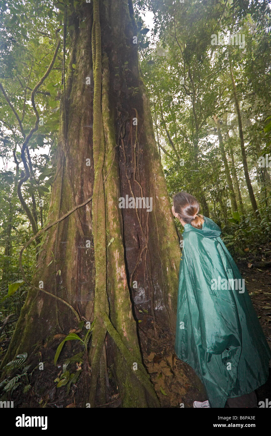 Rainforest tall tree hi-res stock photography and images - Alamy
