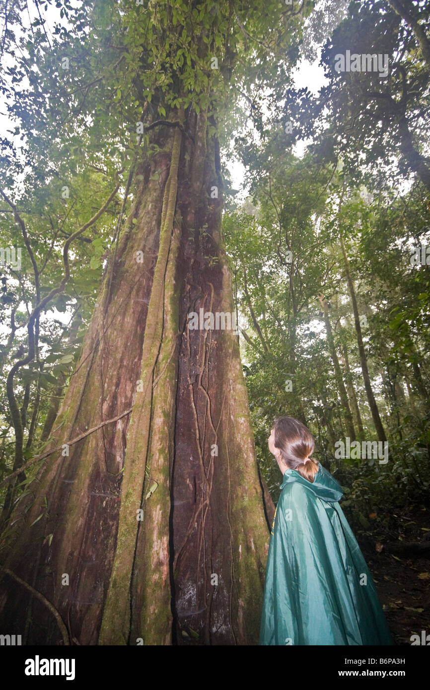 Visiting woman inspects 100 foot tall coffee tree in Costa Rica ...