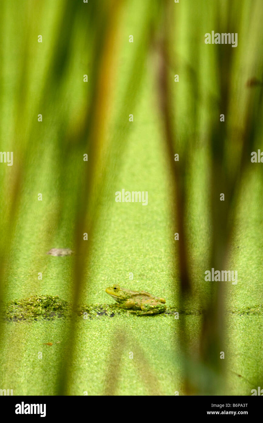 A small frog sits in a lake green with algae in Nebraska September 23 ...
