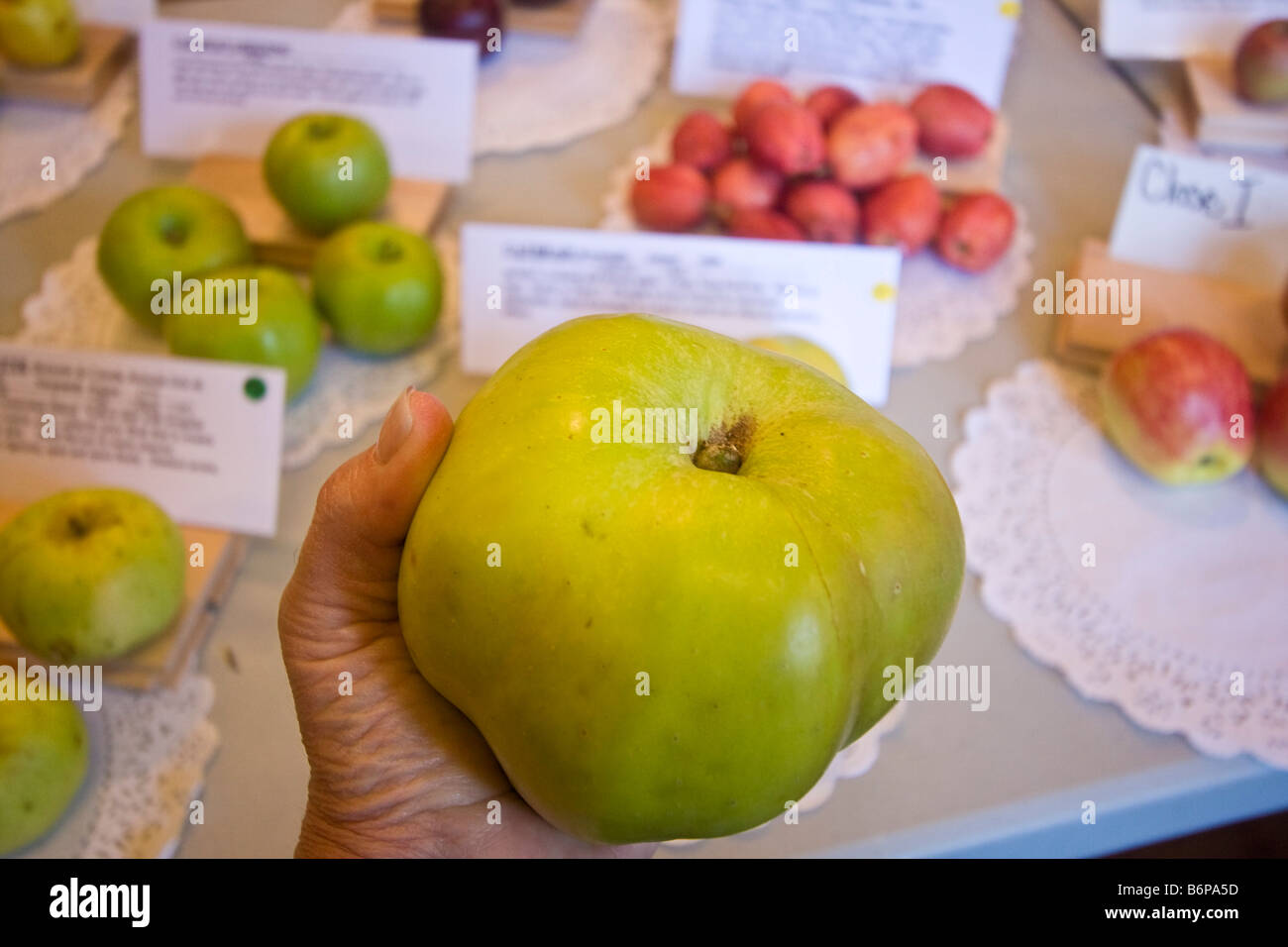 Cathead apple on display at Salt Spring Island yearly apple festival ...