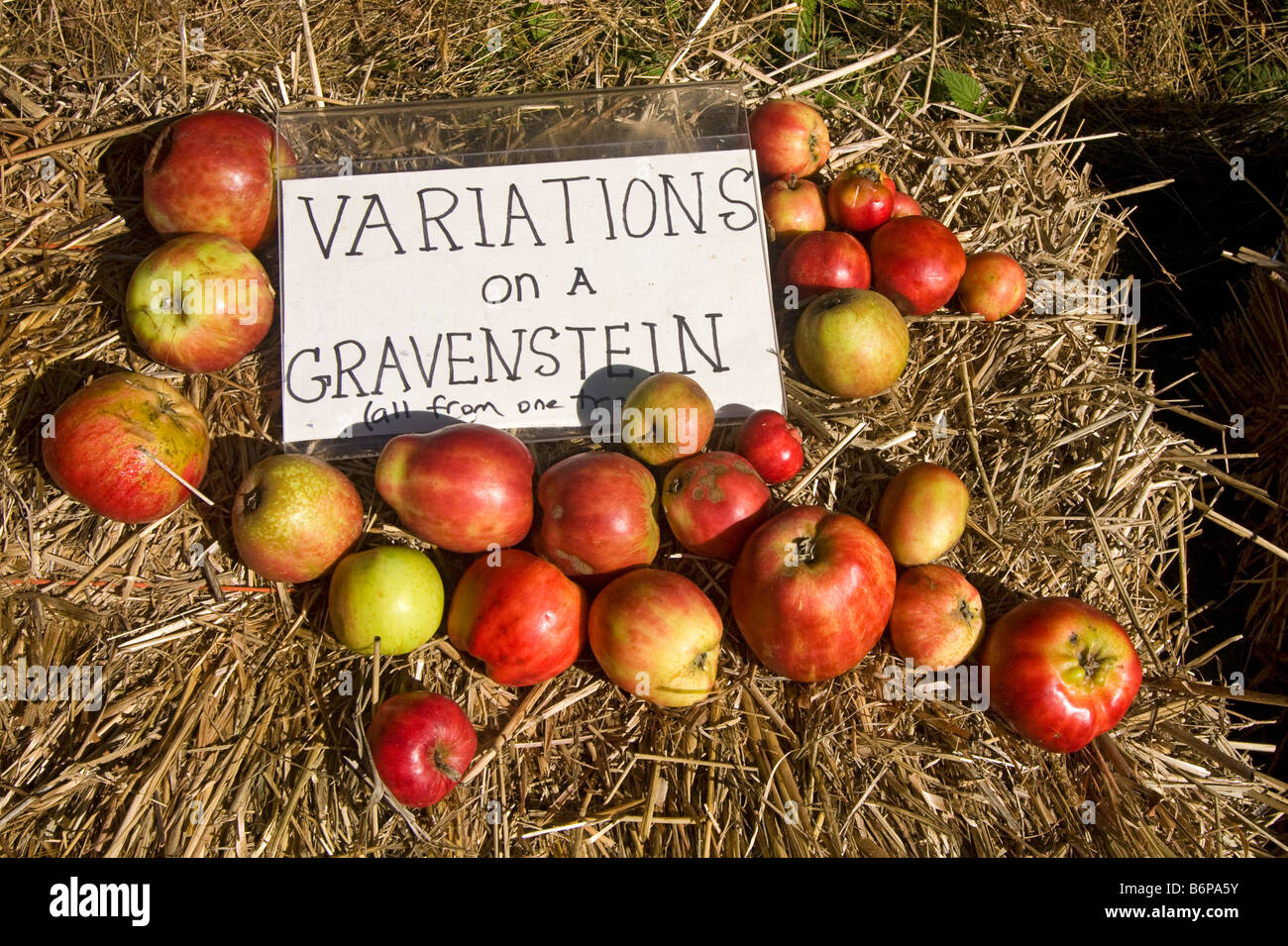 Gravenstein apples on display during annual fall apple festival on Salt ...