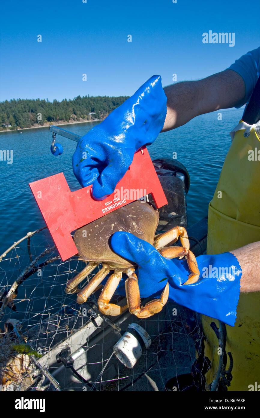 Dungeness crab measure hi-res stock photography and images - Alamy