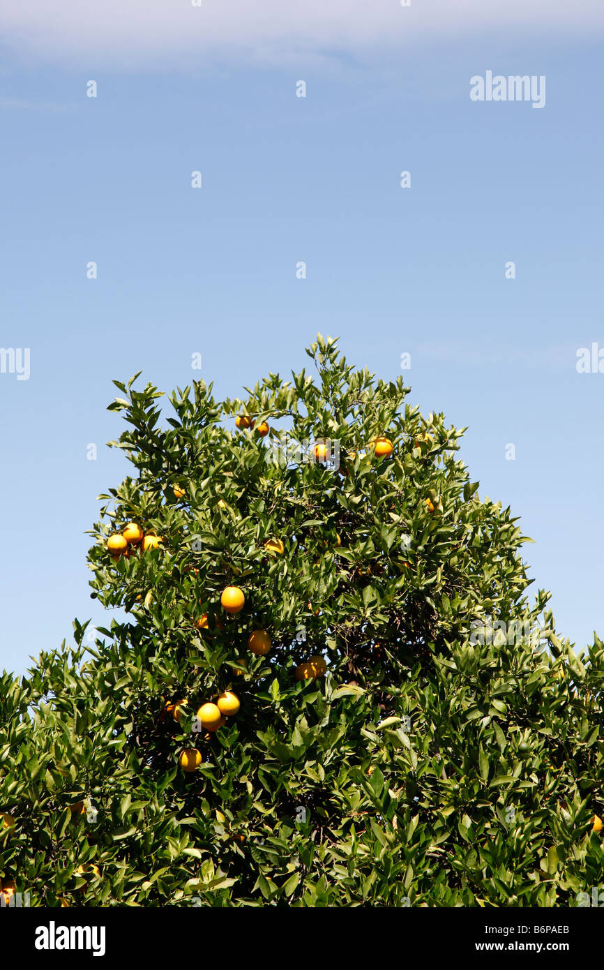 Australian orange hi-res stock photography and images - Alamy