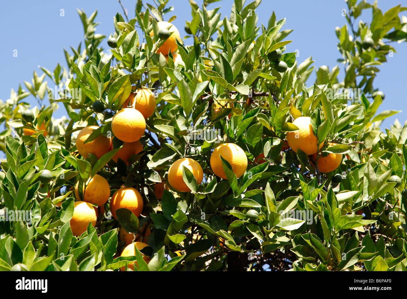 Australian orange orchard hi-res stock photography and images - Alamy