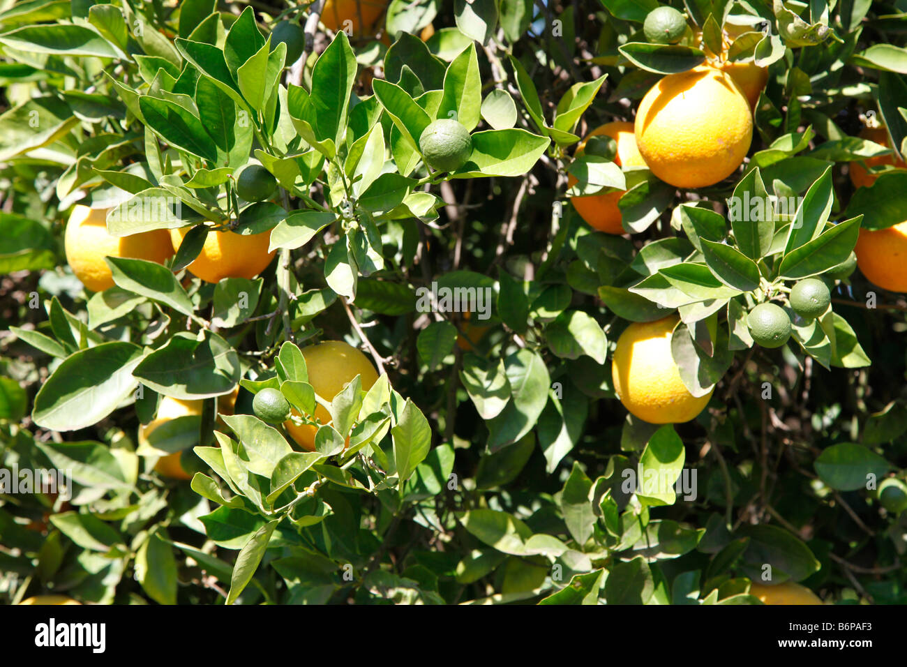 Australian orange orchard hi-res stock photography and images - Alamy