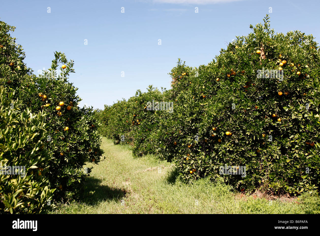 Australian Orange citrus fruit plantation,NSW Stock Photo - Alamy