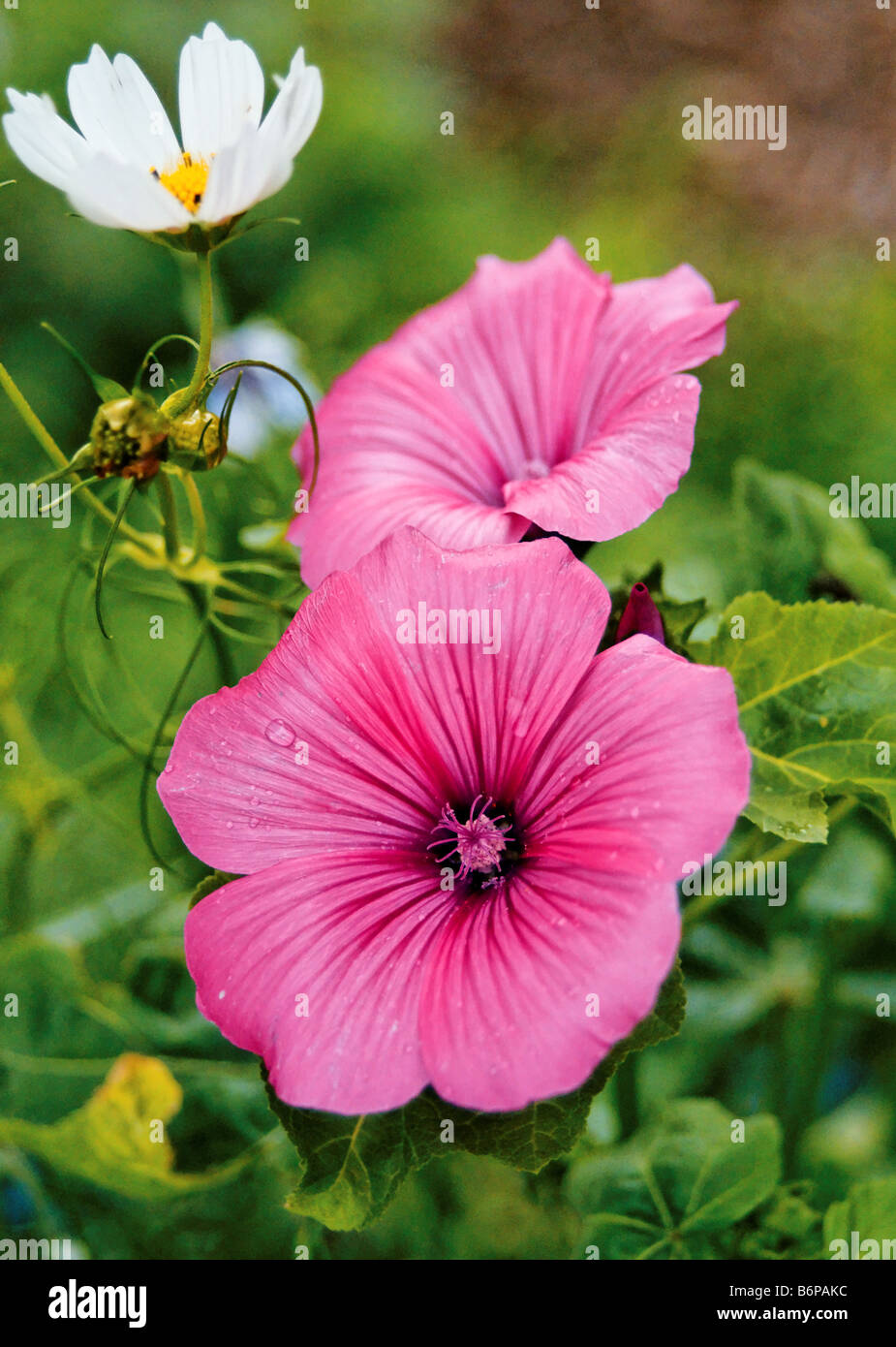 Miniature Holly Hocks Stock Photo - Alamy