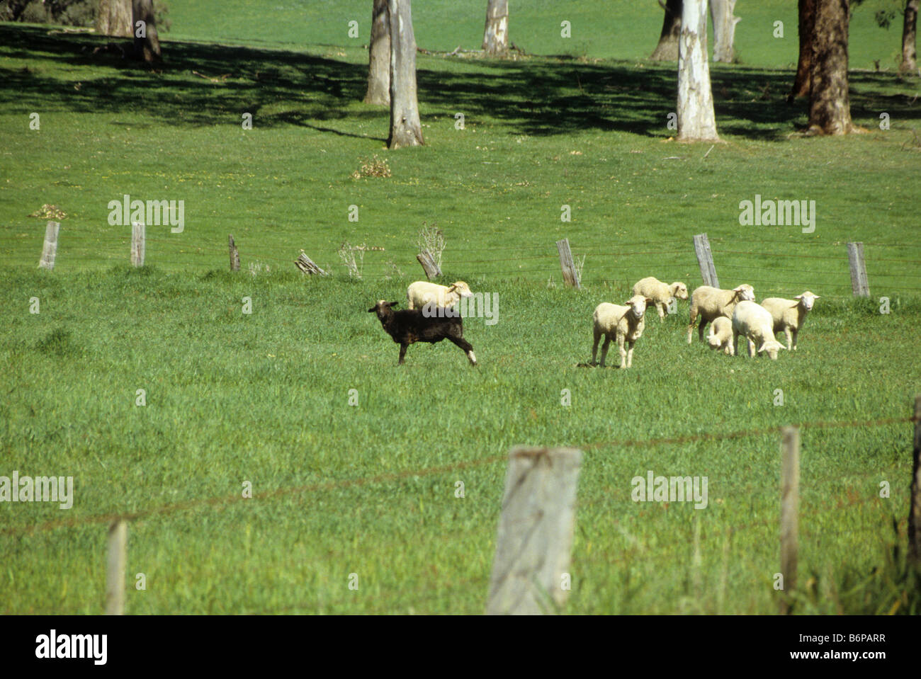 Black sheep grazes amid group of white sheep, Australia Stock Photo - Alamy