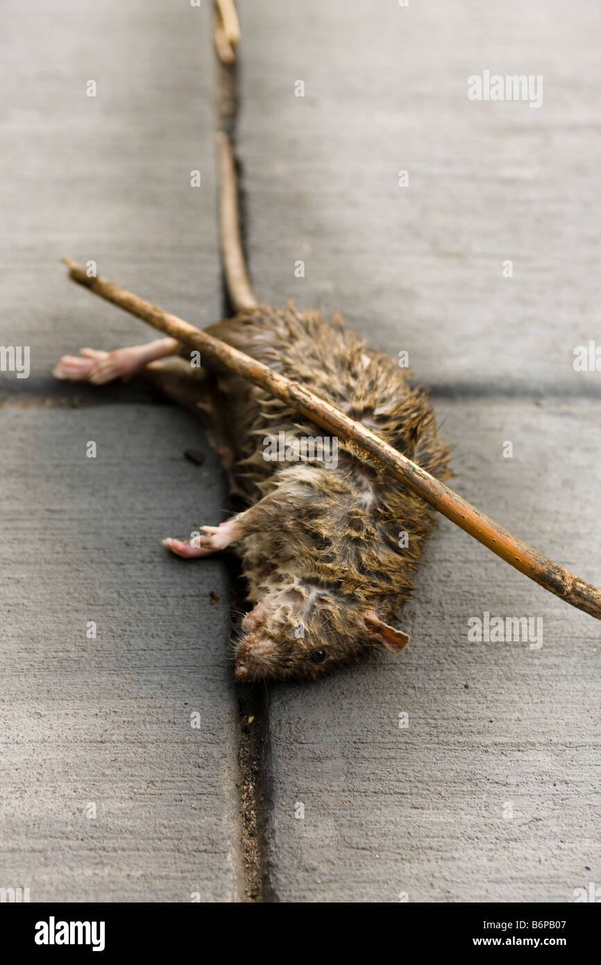 A dead rat on sidewalk Stock Photo - Alamy