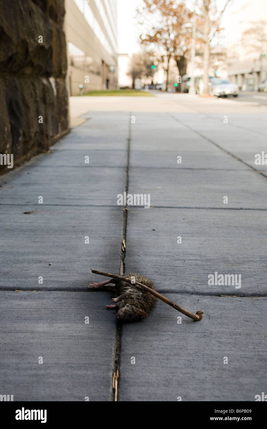 A dead rat on sidewalk Stock Photo - Alamy