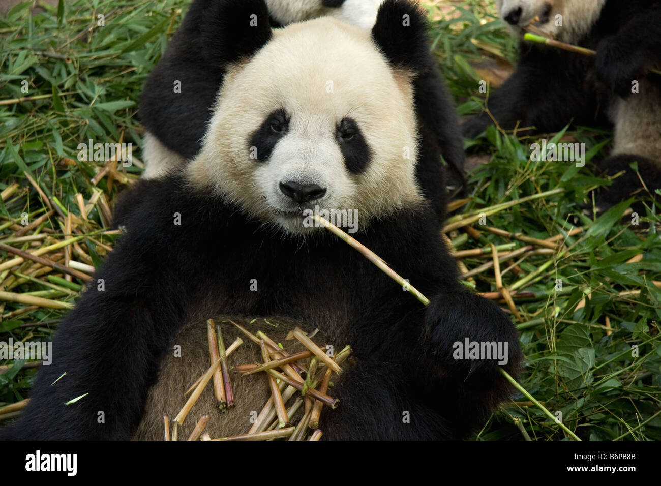 Panda bear feeding on Bamboo in Chengdu China Stock Photo - Alamy