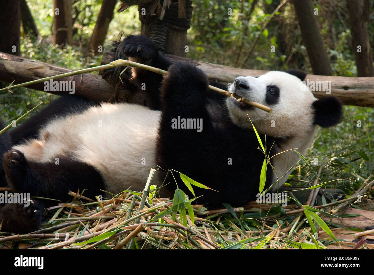 Panda bear feeding eating hi-res stock photography and images - Alamy
