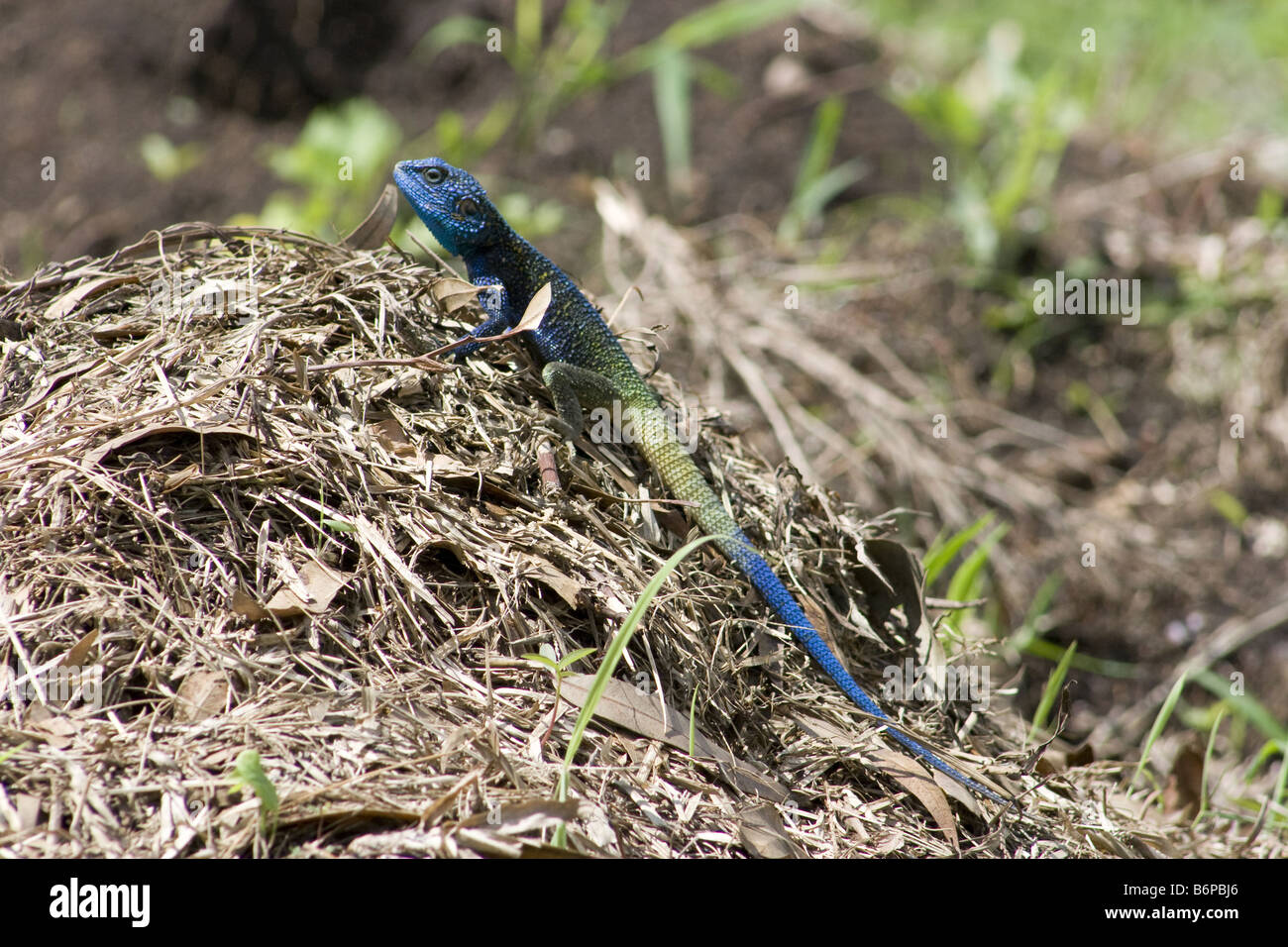 Picture of a lizard in the garden Stock Photo - Alamy