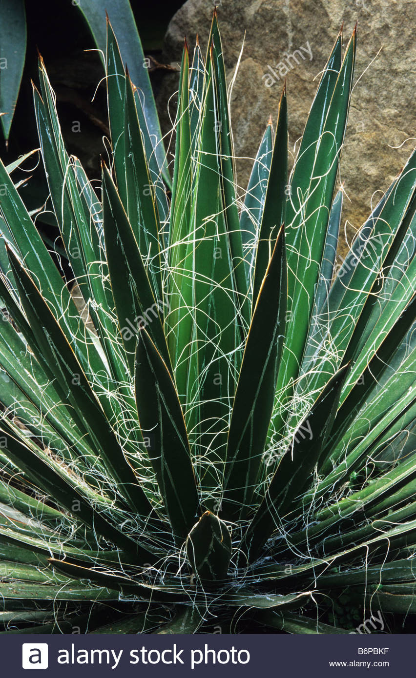 Agave Filifera Stock Photos & Agave Filifera Stock Images - Alamy